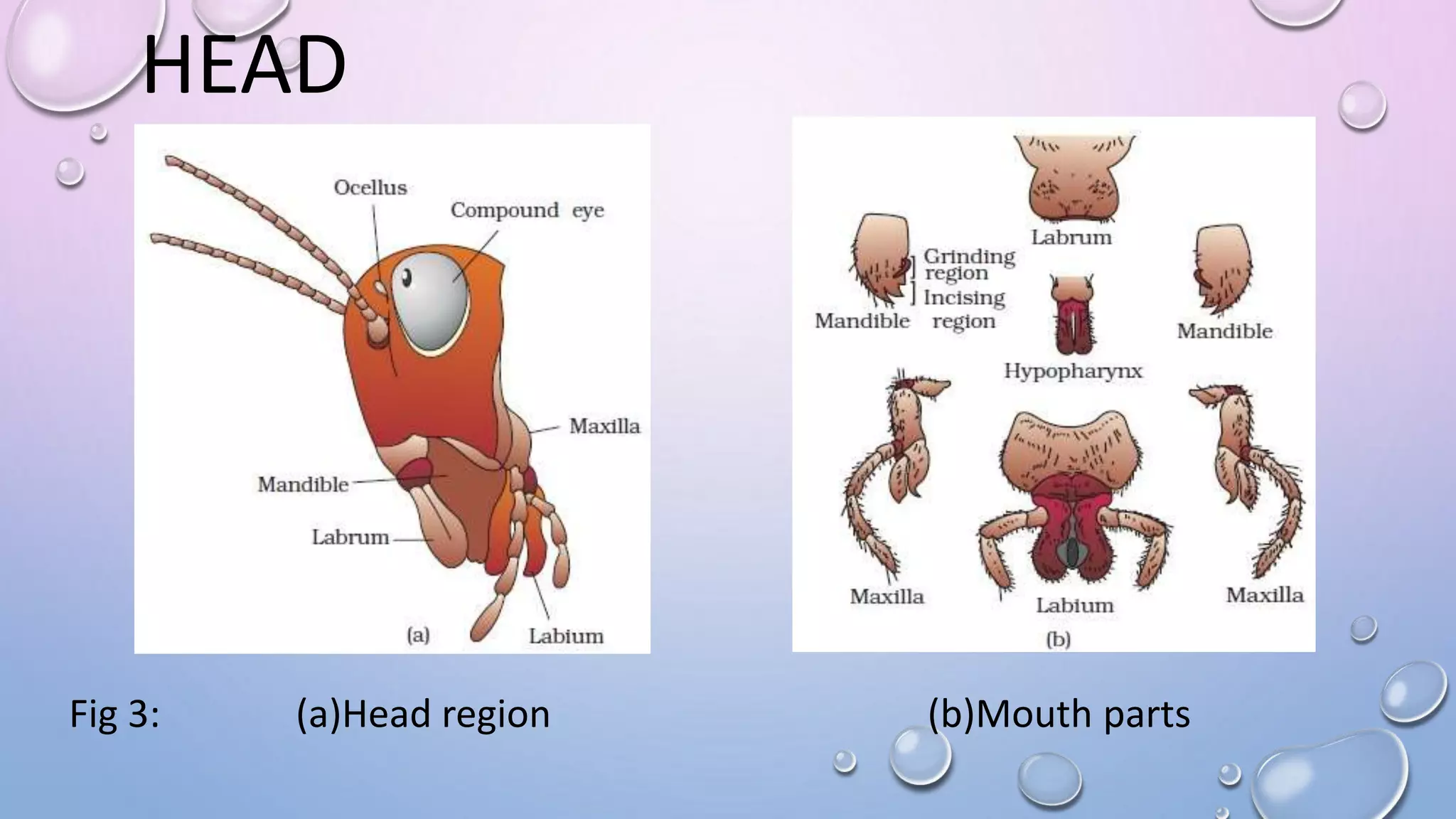 External morphology of cockroach | PPTX