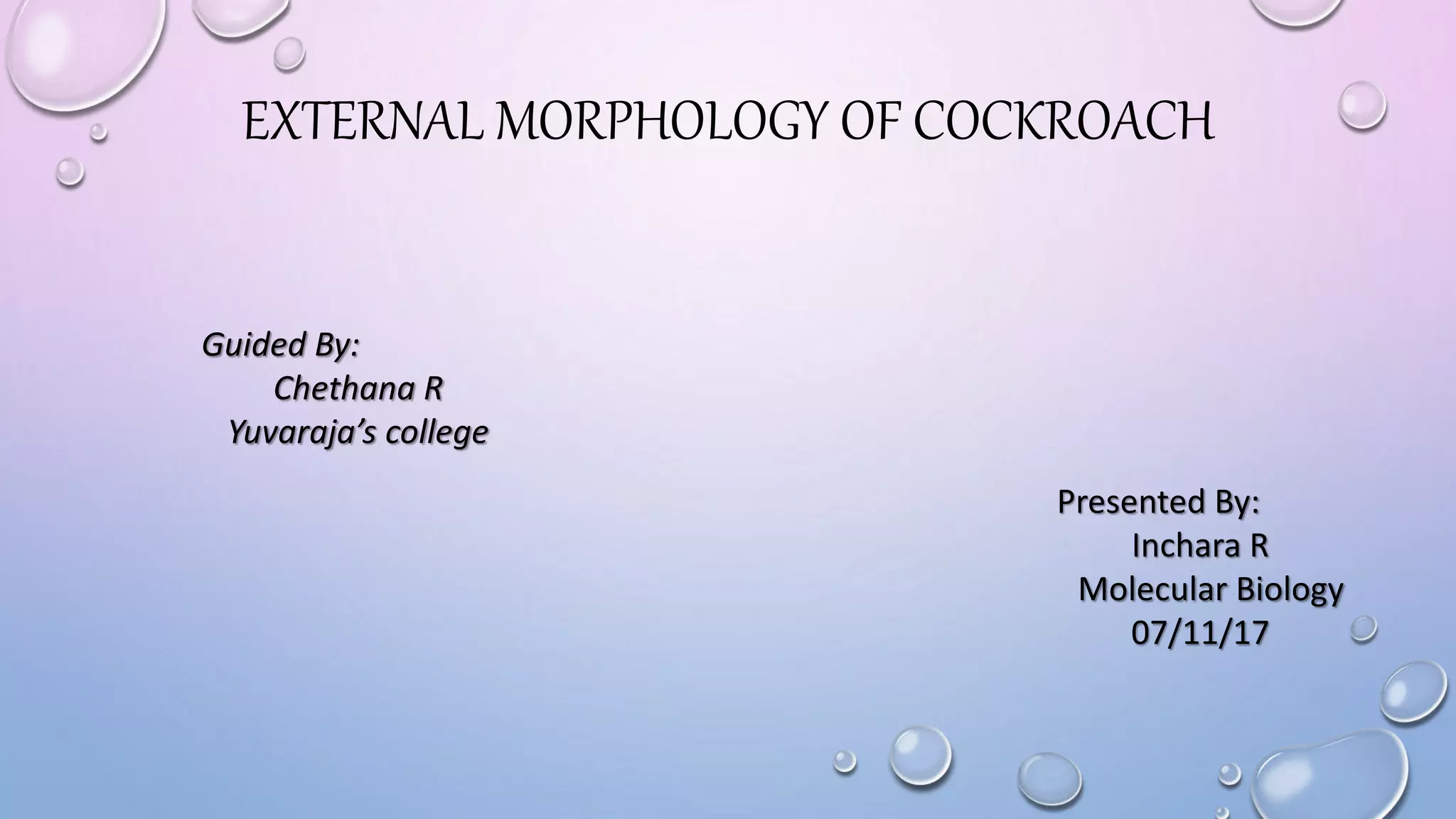 External morphology of cockroach | PPT