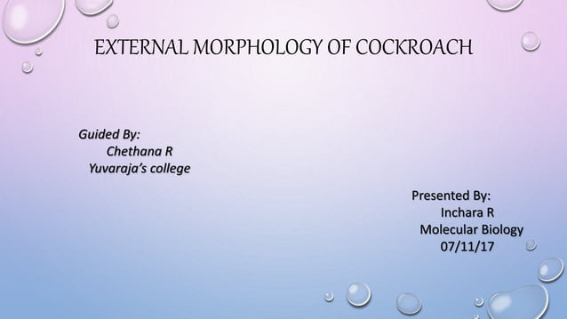External morphology of cockroach | PPTX | Biological Sciences | Science