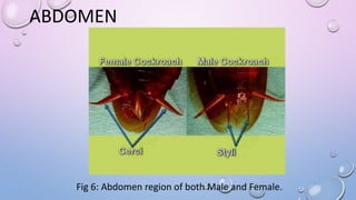 External morphology of cockroach | PPTX | Biological Sciences | Science