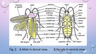 External morphology of cockroach | PPTX | Biological Sciences | Science