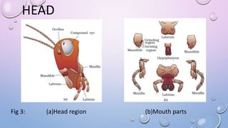 External morphology of cockroach | PPT