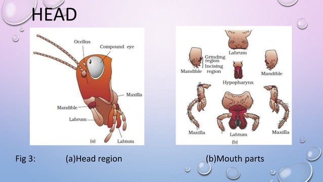 External morphology of cockroach | PPTX | Biological Sciences | Science