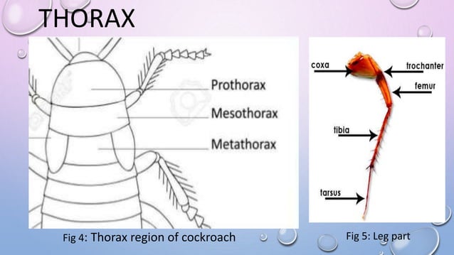 External morphology of cockroach | PPTX | Biological Sciences | Science