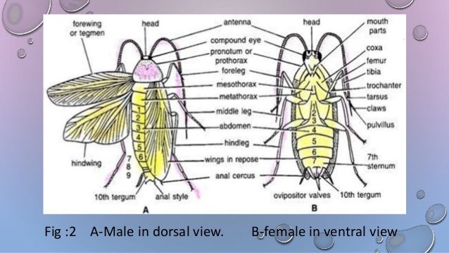 External morphology of cockroach