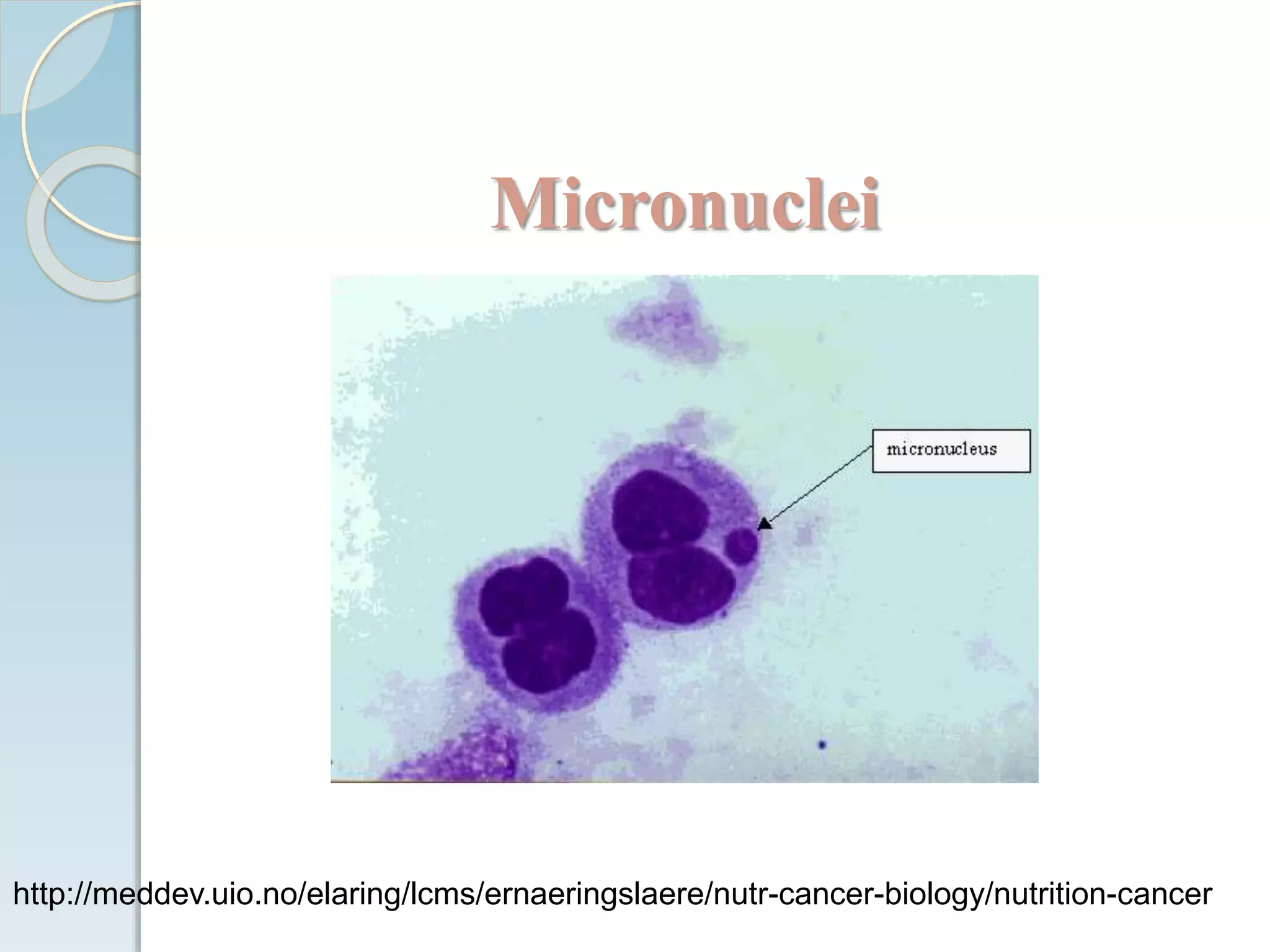 Micronucleus Assay | PPTX