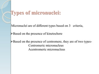 Micronucleus Assay | PPTX