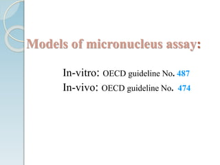 Micronucleus Assay | PPTX
