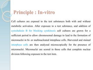 Micronucleus Assay | PPTX