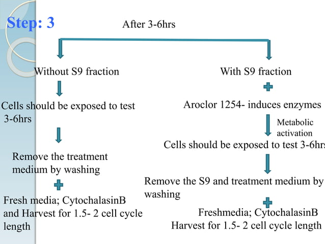 Micronucleus Assay | PPTX | Genetics | Science