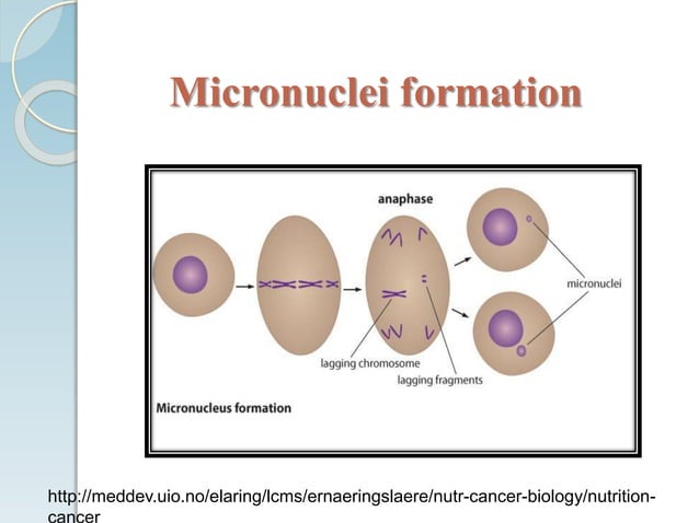 Micronucleus Assay | PPTX | Genetics | Science