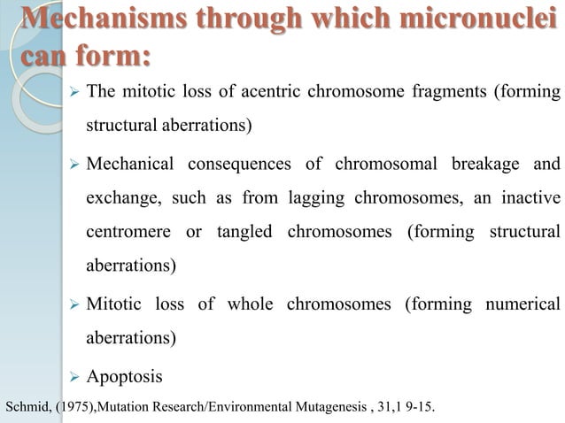 Micronucleus Assay | PPTX | Genetics | Science