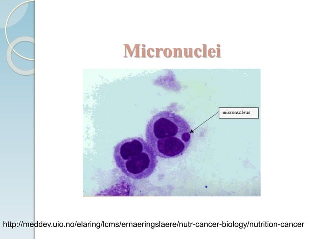 Micronucleus Assay | PPTX | Genetics | Science