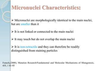 Micronucleus Assay | PPTX
