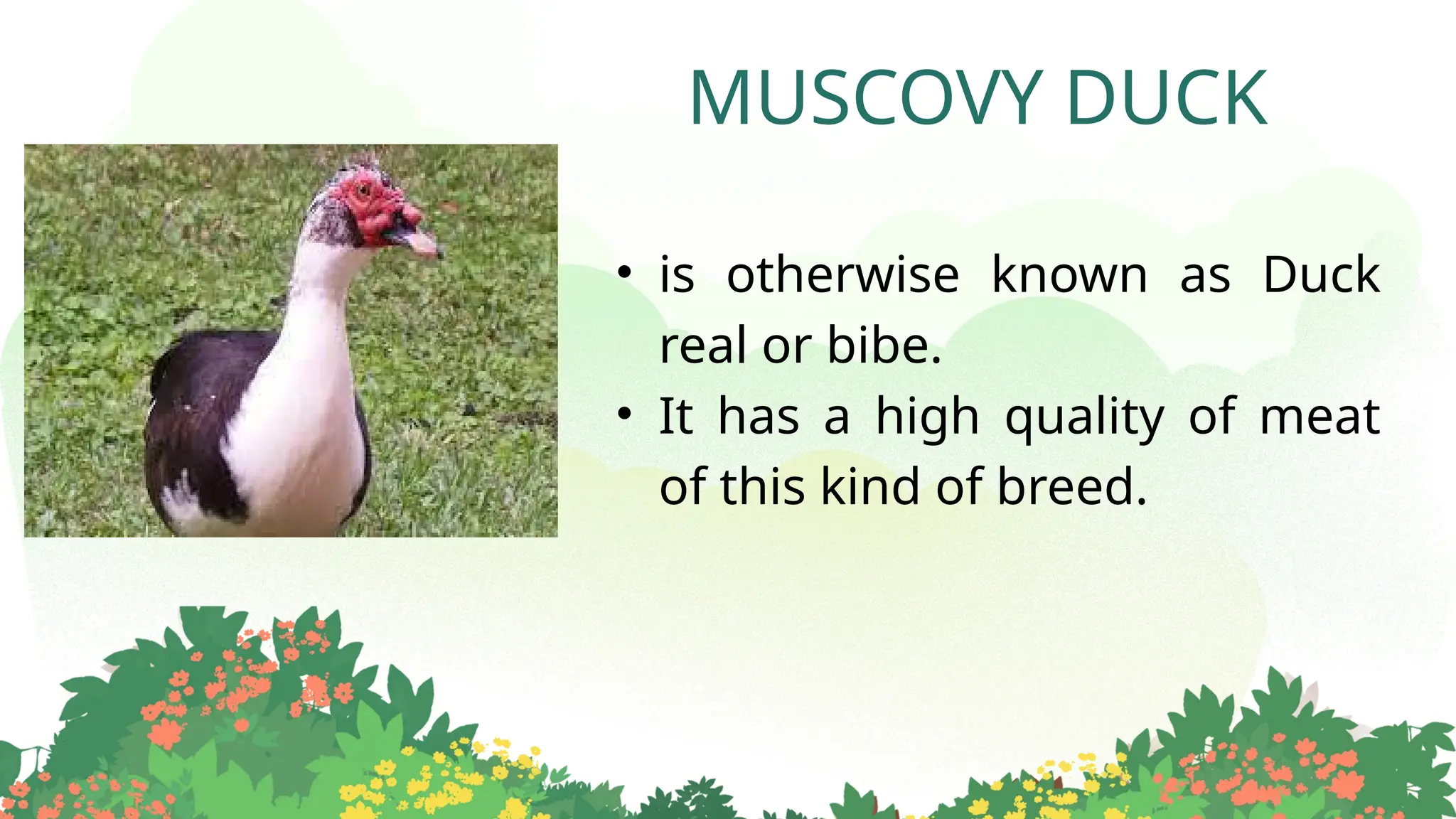 1st Topic - Breeds of Poultry.pptxxxxxxxxx | PPTX