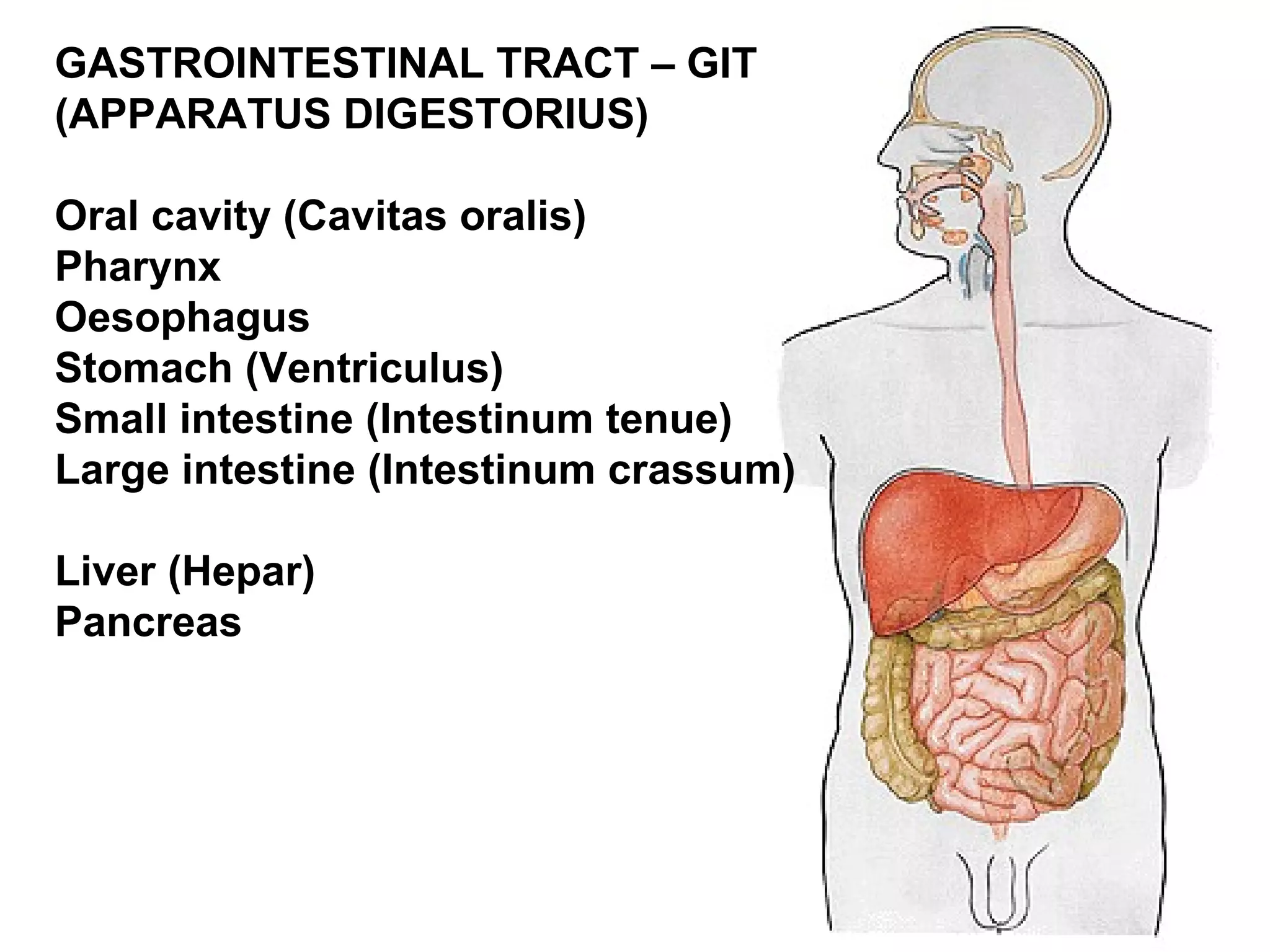1st week -_digestive_system_i | PPT