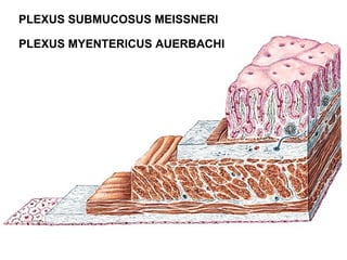 1st week -_digestive_system_i | PPT