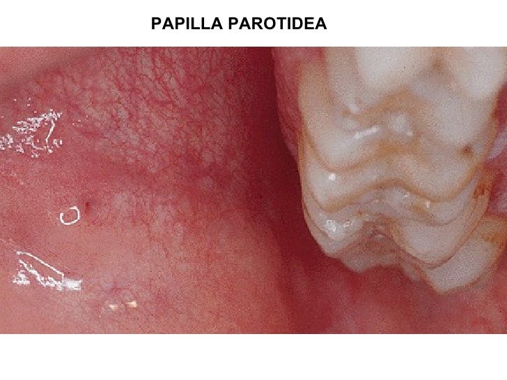 1st week -_digestive_system_i