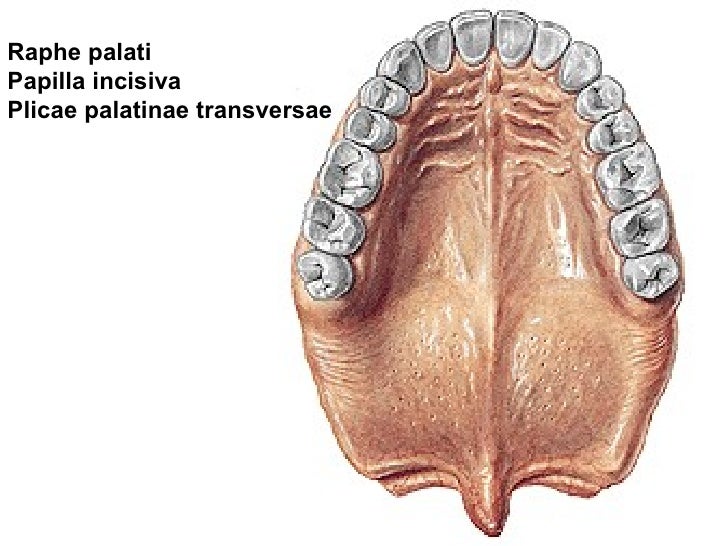 1st week -_digestive_system_i