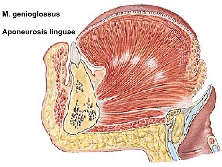 1st week -_digestive_system_i