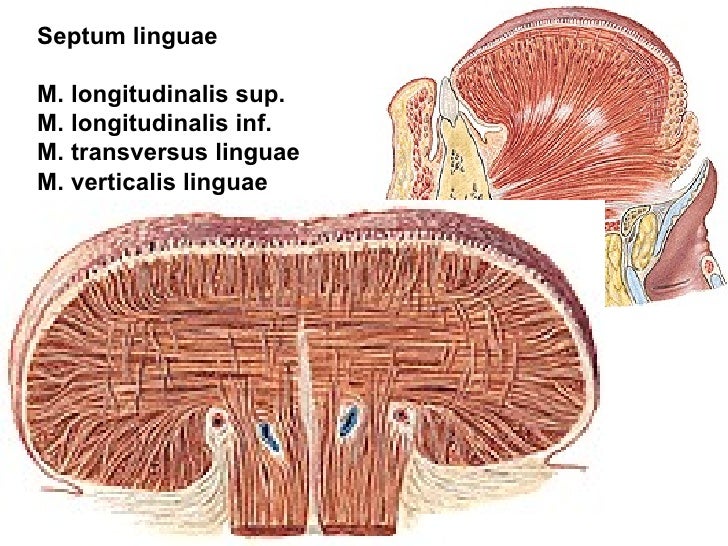1st week -_digestive_system_i