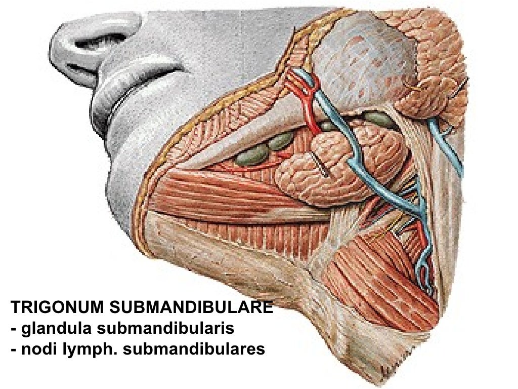 Glandula Submandibularis Anatomie Funktion Und Klinik