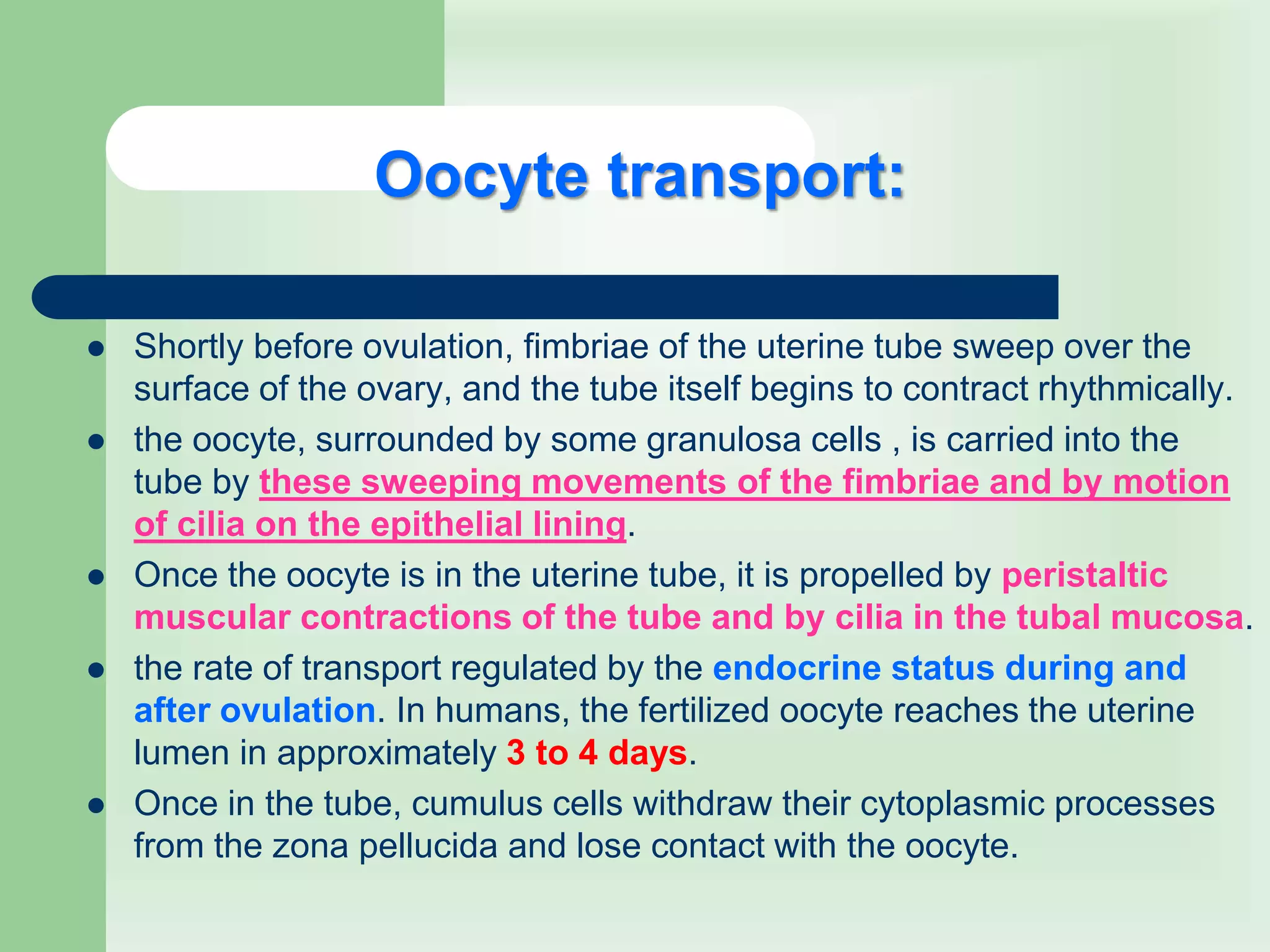 First week of development: Ovulation to Implantation | PPT