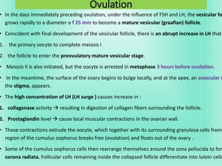 First week of development: Ovulation to Implantation | PPT