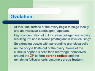 First week of development: Ovulation to Implantation | PPT