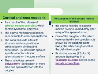 First week of development: Ovulation to Implantation | PPT