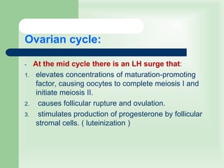 First week of development: Ovulation to Implantation | PPT