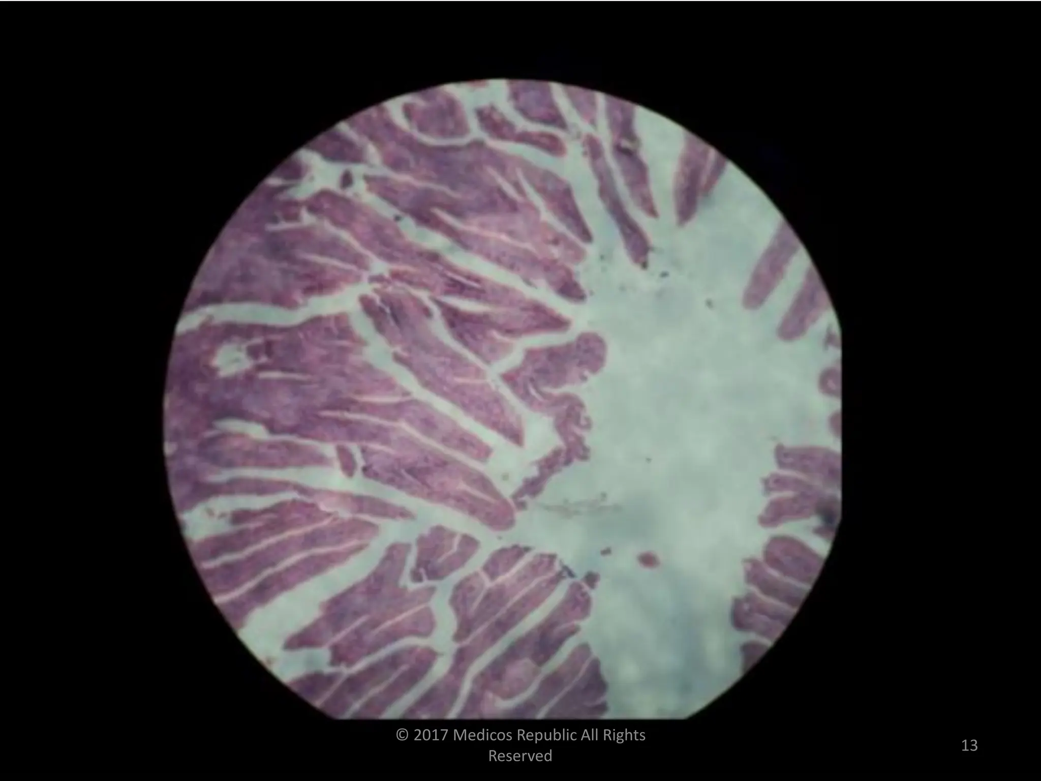 1st Year MBBS Histology Slides and Identification Points (FINAL).pdf