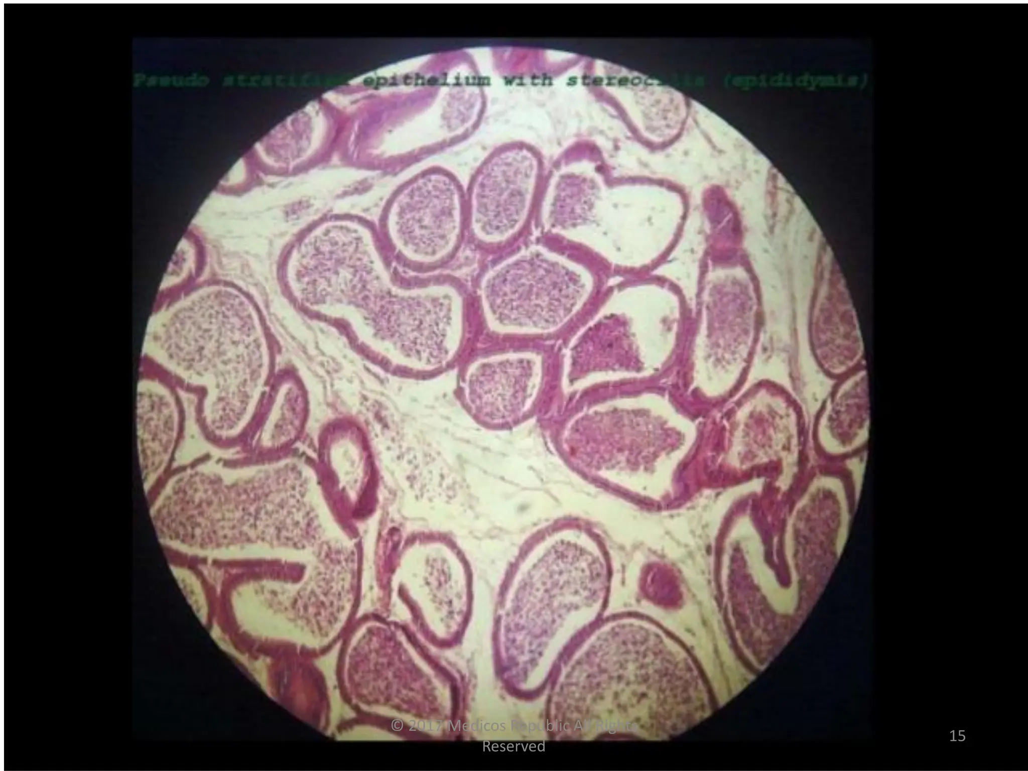 1st Year MBBS Histology Slides and Identification Points (FINAL).pdf