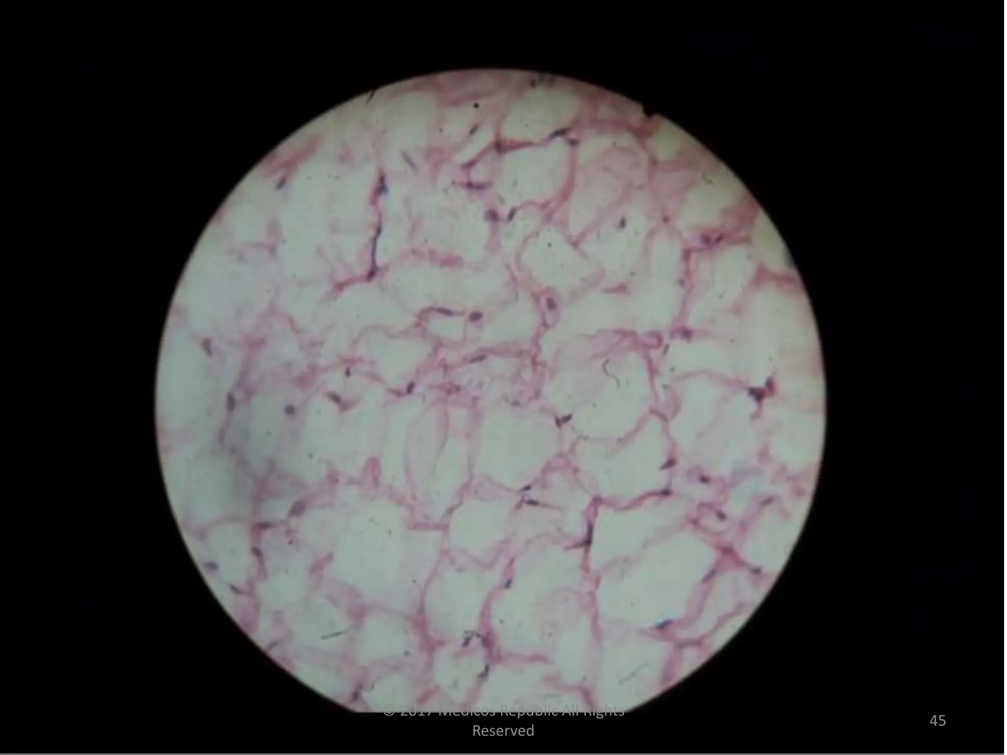 1st Year MBBS Histology Slides and Identification Points (FINAL).pdf