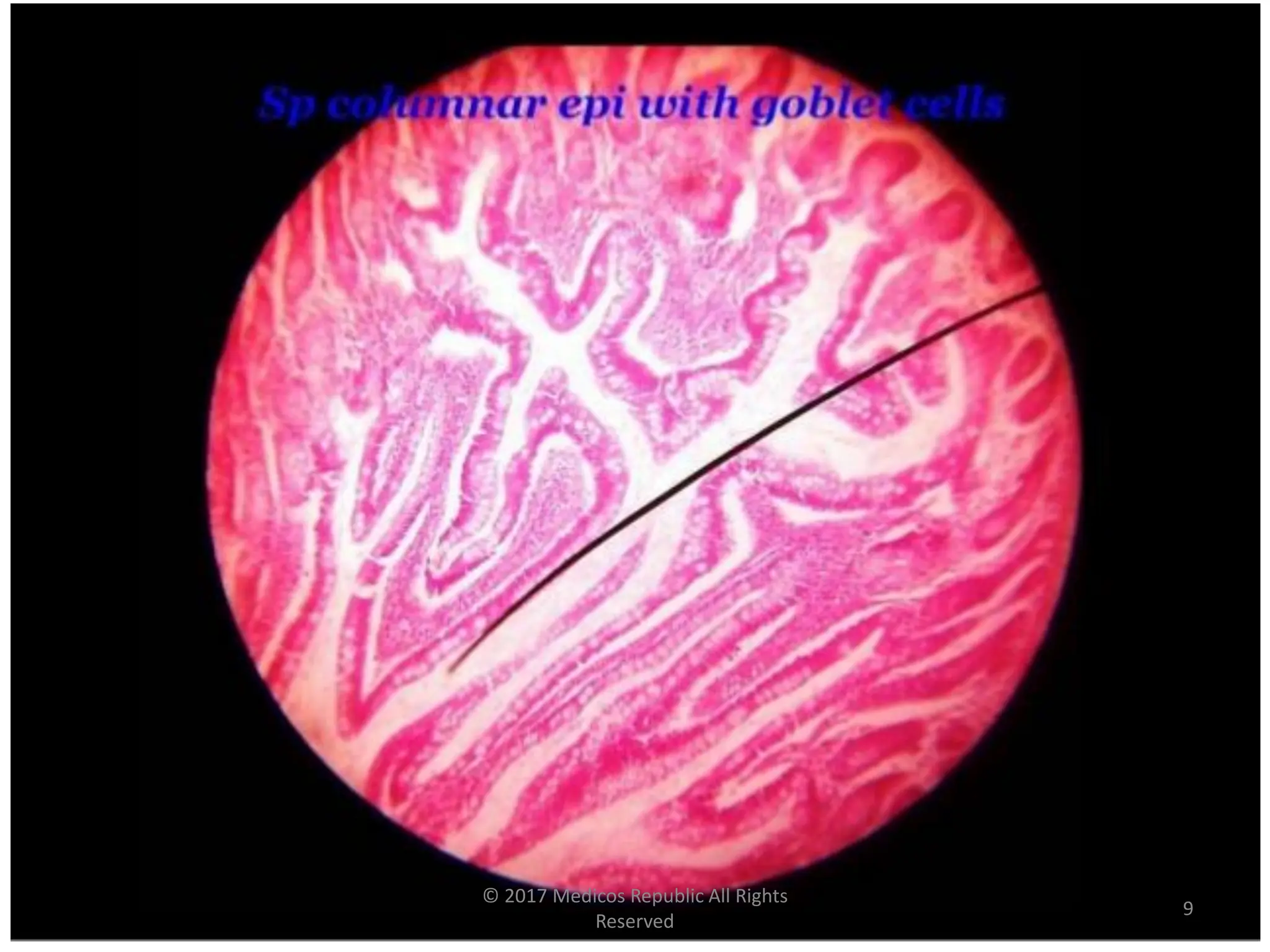 1st Year MBBS Histology Slides and Identification Points (FINAL).pdf