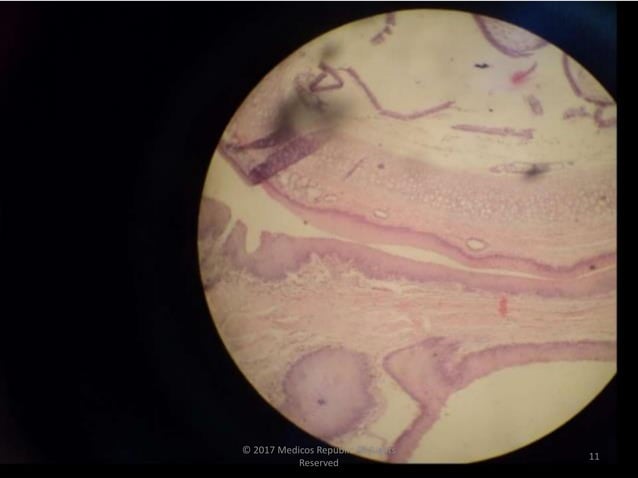 1st Year MBBS Histology Slides and Identification Points (FINAL).pdf ...