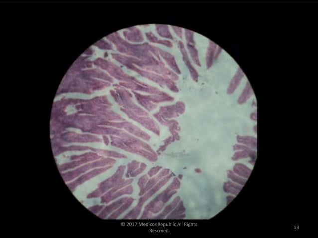 1st Year MBBS Histology Slides and Identification Points (FINAL).pdf ...