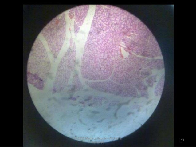 1st Year MBBS Histology Slides and Identification Points (FINAL).pdf ...