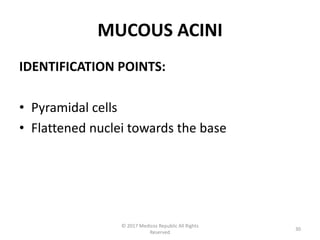 1st Year MBBS Histology Slides and Identification Points (FINAL).pdf