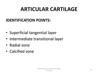 1st Year MBBS Histology Slides and Identification Points (FINAL).pdf