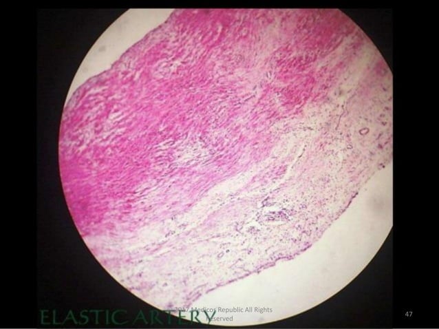 1st Year MBBS Histology Slides and Identification Points (FINAL).pdf ...