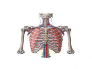 (1) subject of anatomy | PPT