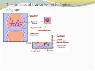 synaptictransmission | PPT