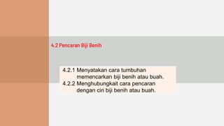 pencaran biji benih | PPTX