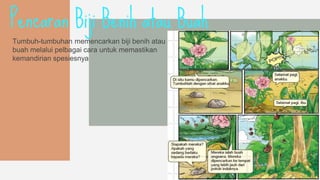 pencaran biji benih | PPTX