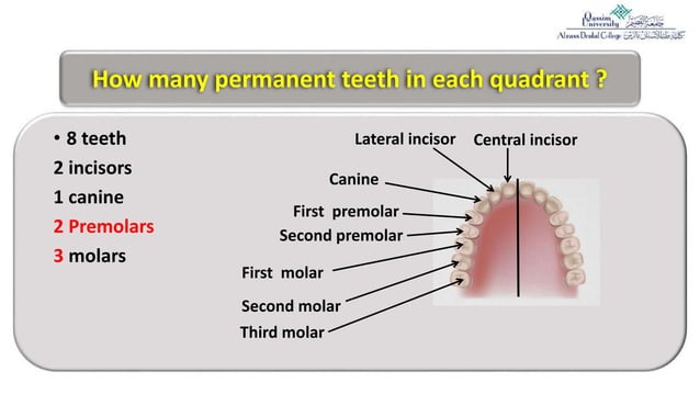 1= Teeth nomenclature, numbering, surfaces and angles.pptx