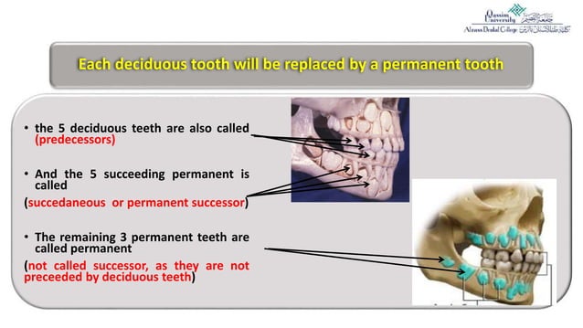 1= Teeth nomenclature, numbering, surfaces and angles.pptx