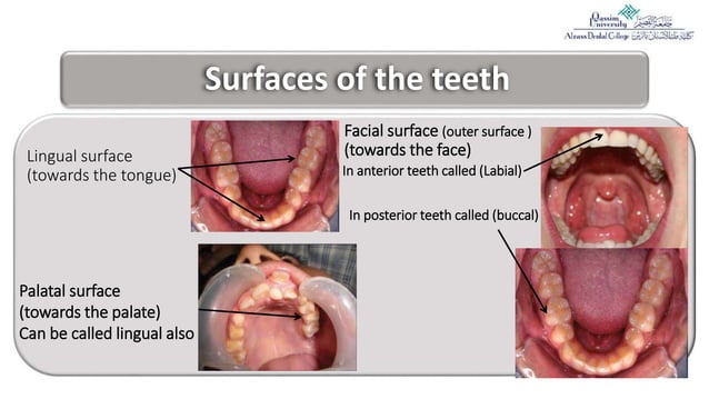 1= Teeth nomenclature, numbering, surfaces and angles.pptx