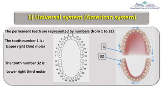 Teeth Numbers And Surfaces