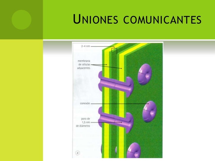 1 tejido epitelial